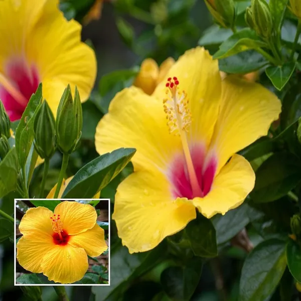 Ixora Farming Yellow Colour Hybrid Hibiscus Joba Gudhal Flower Plant (1 ...