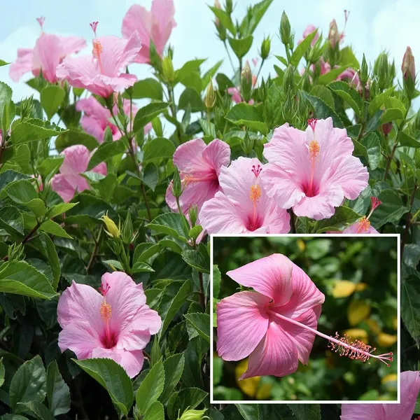 Ixora Farming Pink Colour Hibiscus Joba Gudhal Flower Plant (1-2 Feet ...