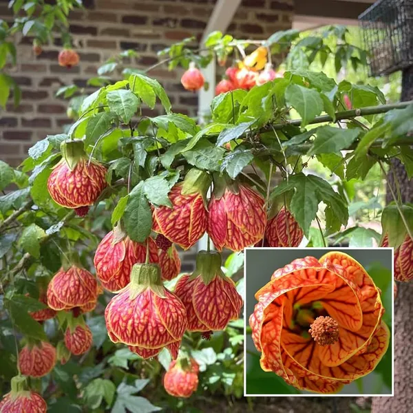 Ixora Farming Lantern Lanthana Hibiscus Joba Gudhal Flower Plant (1-2 ...