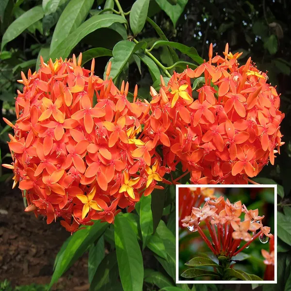 Ixora Farming Orange Colour Ixora Rukmini Rangan Flower Shrubs Plant (1 ...