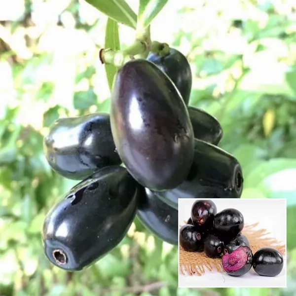 Ixora Farming Thai Black Jamun Jambolan Jam Grafted Fruit Plant (1.5-3 ...