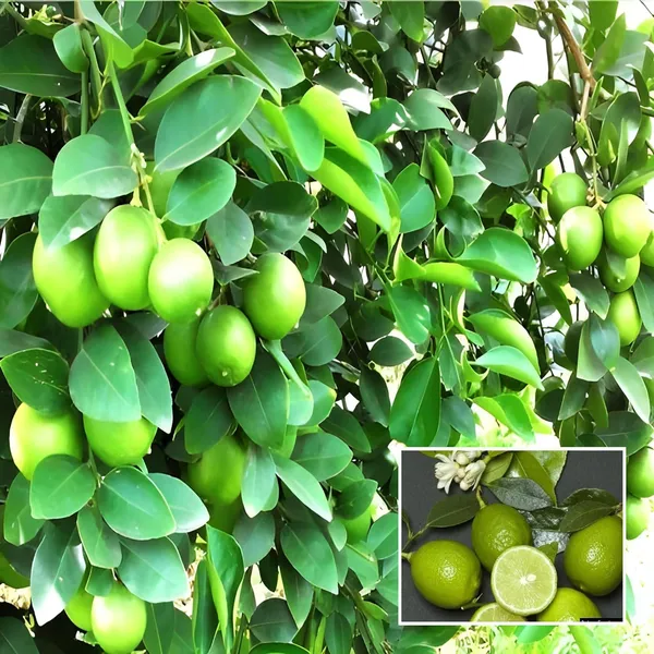 Ixora Farming Nimbu Kagzi Lemon All Time Lemon Nimbu Layering/Grafted ...