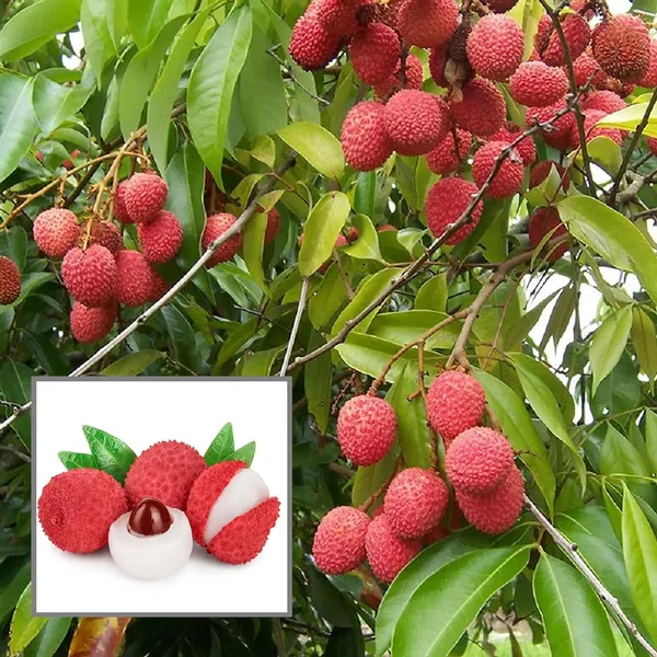 Ixora Farming Muzaffarpur Shahi Litchi Lychee Fruit Plant (1.5-2 Feet ...