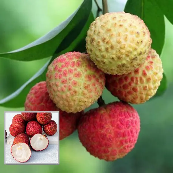 Ixora Farming Early Seedless Litchi Fruit Plant (1.5-2 Feet Height ...
