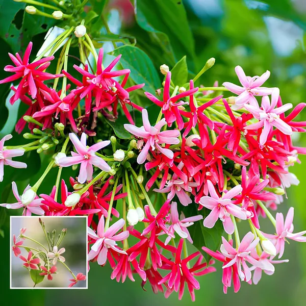 Ixora Farming Rangoon Creeper Madhavi Lata Madhumalti Flower Climbers ...