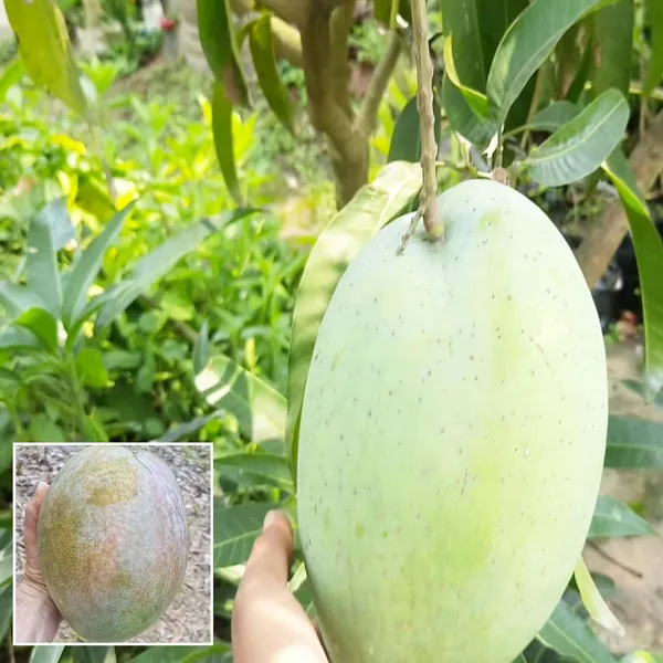 Ixora Farming 4Kg Mango Aam Grafted Fruit Plant (1.5-3 Feet Height ...