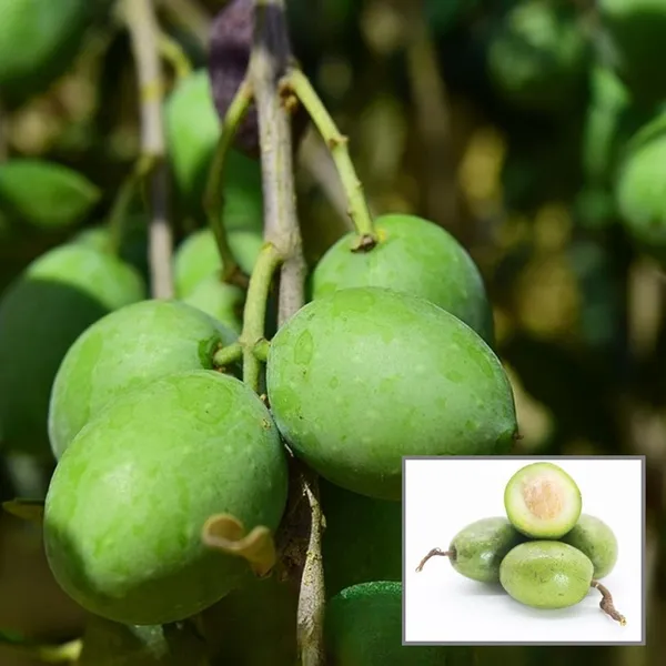 Ixora Farming Sweet All Time O Jalpai All Time Layering/Grafted Fruit ...