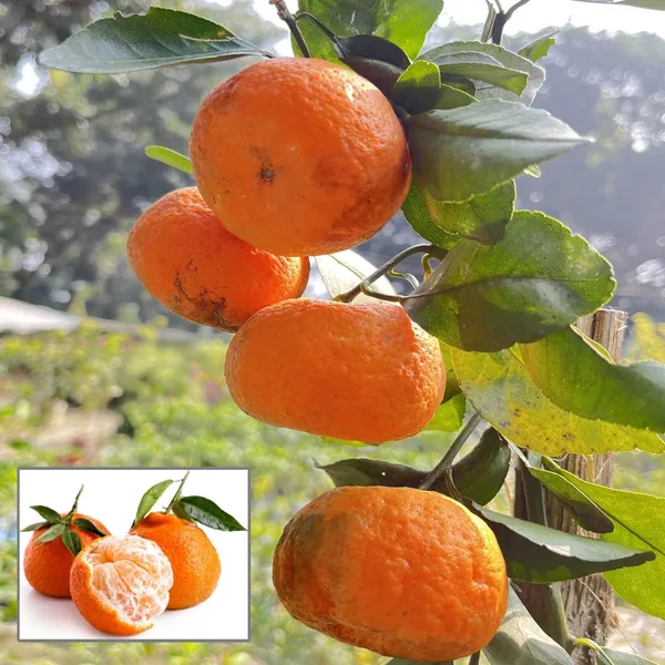 Ixora Farming Darjeeling Orange Santra Grafted Fruit Plant (1.5-2 Feet ...