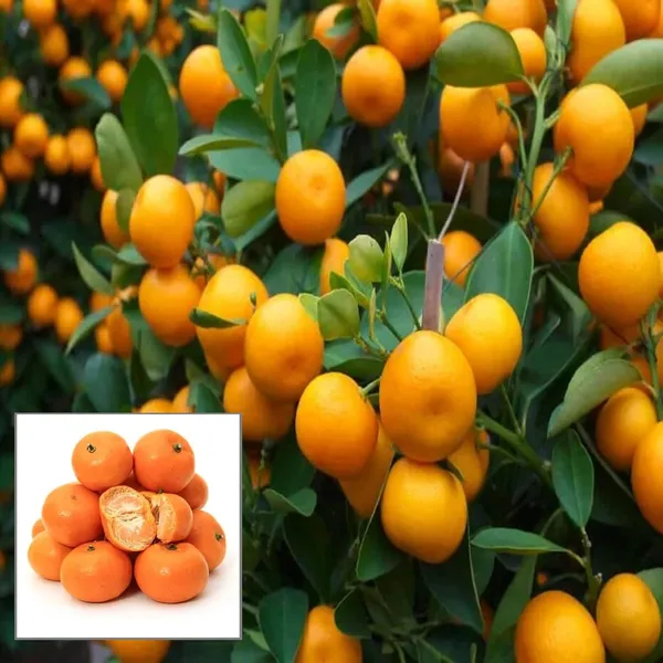 Ixora Farming China Orange Santra Grafted Fruit Plant (1.5-2 Feet ...