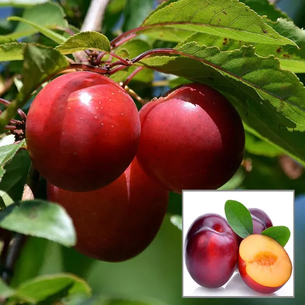 Ixora Farming Red Plum Aloo Bukhara Layering/Grafted Fruit Plant (1.5-3 ...