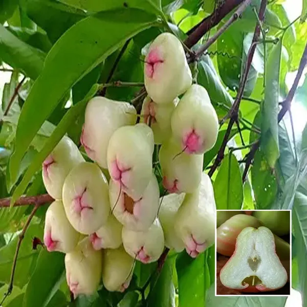 Ixora Farming Mixed Wax Apple Water Apple Java Apple Jamrul Chamba ...