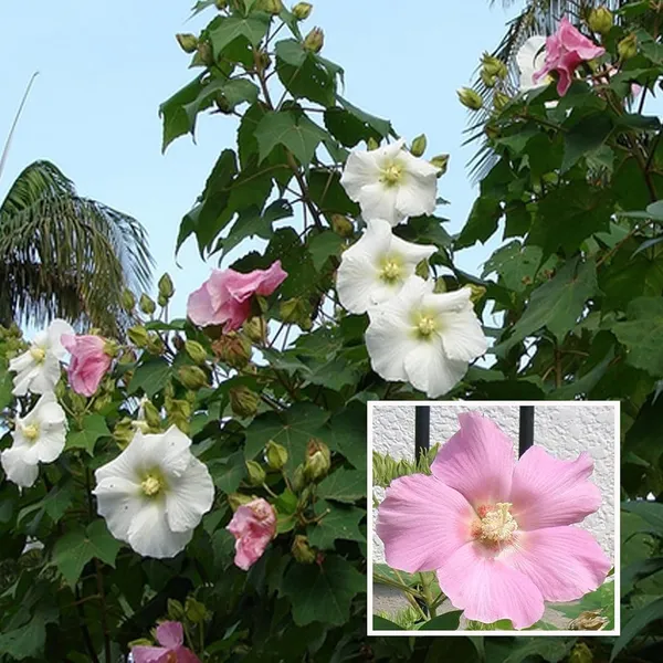 Ixora Farming Single Petal All Time Cotton Rose Land Lotus Sthal Poddo ...