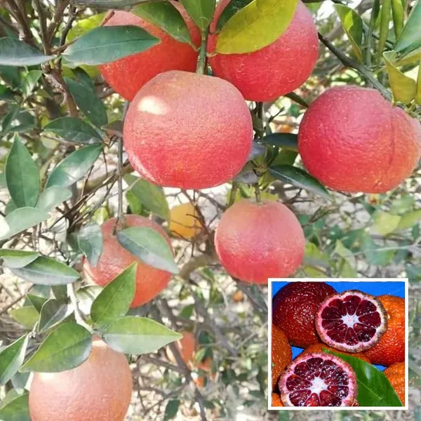 Ixora Farming Red Malta Mosambi Grafted Fruit Plant (1.5-2 Feet Height ...