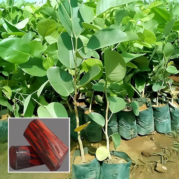 Ixora Farming Red Sandalwood Chandan Avenue Plant (1.5-3 Feet Height ...