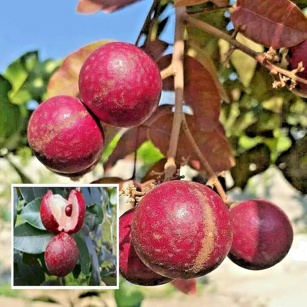 Ixora Farming Ruby Red Plus Dragon Eye Longan Grafted Fruit Plant (1-2 ...