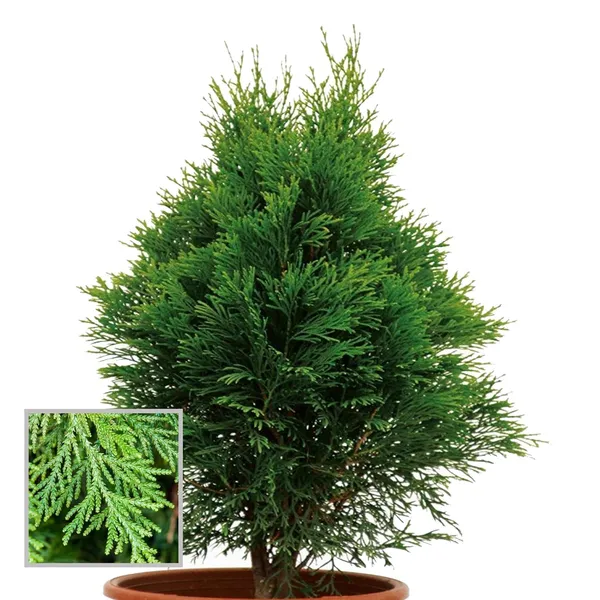 Ixora Farming Thuja Morpankhi Jhau Plant (1.5-3 Feet Height) Price in ...