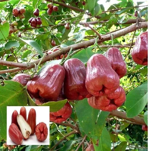 Ixora Farming Red Malay Wax Apple Water Apple Java Apple Jamrul Chamba ...