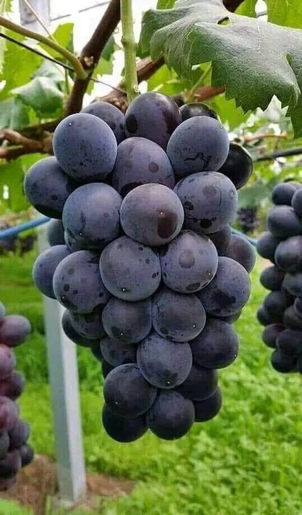 SIKDER NURSERY Black Thai Verity Grapes Plant (Pack Of 1) Price in ...